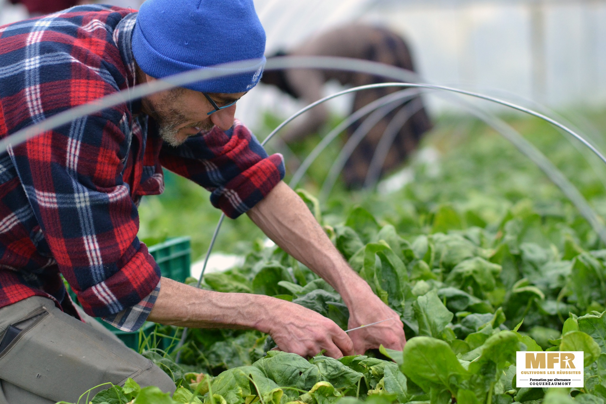 Ouvrier en maraîchage biologique